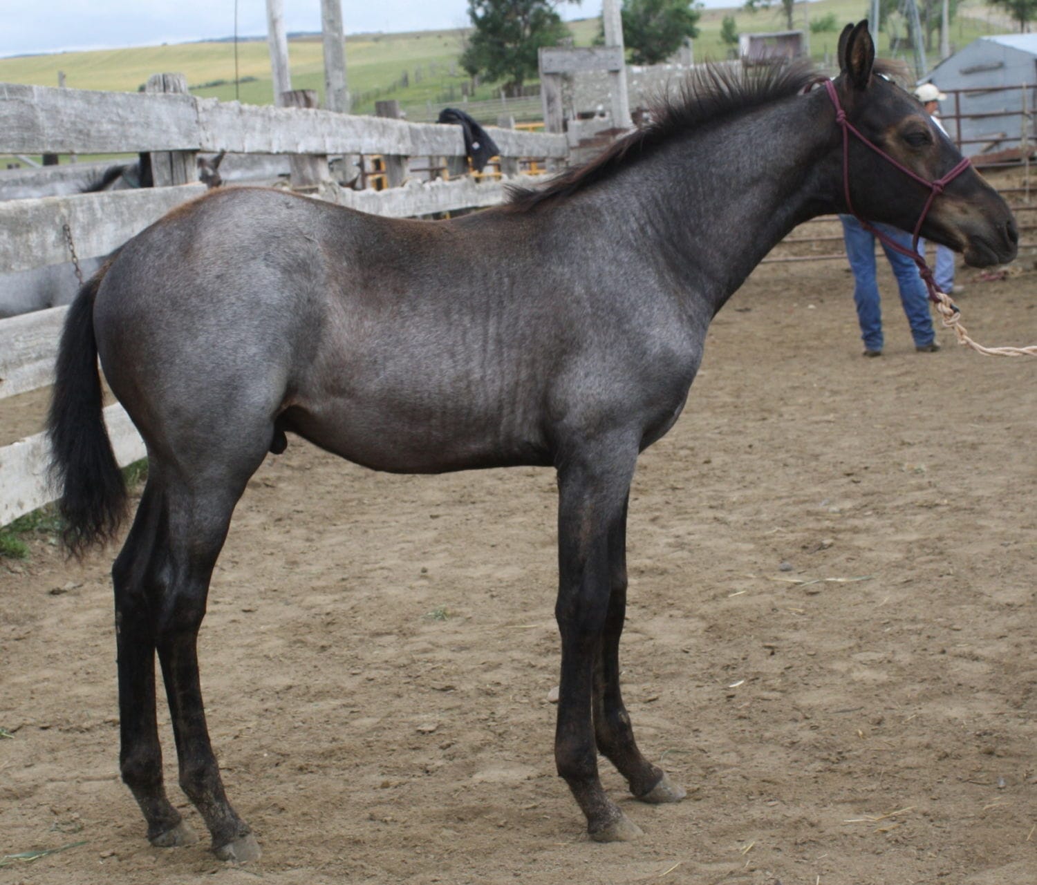 MRI Hot Cocoa Blue - sold - Mahlstedt Ranch Inc.