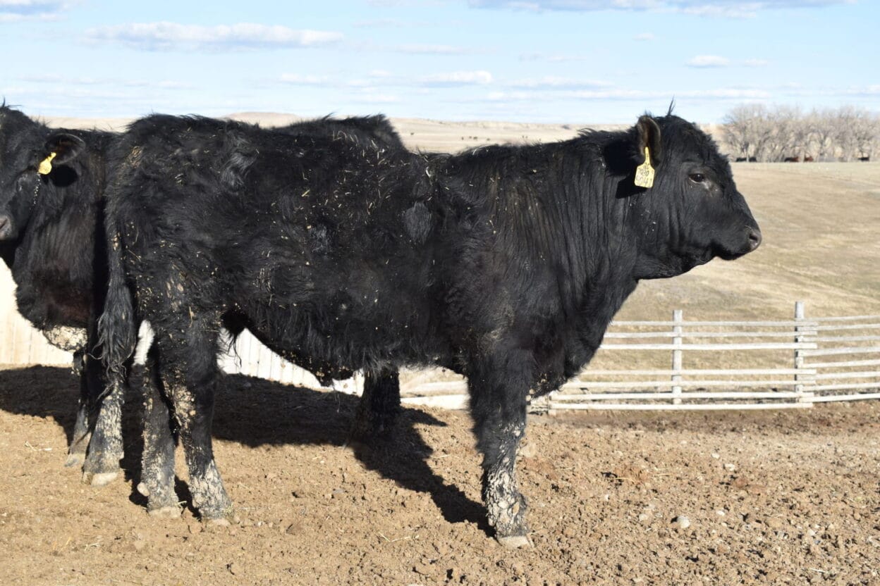 Salers/Angus Cattle - Mahlstedt Ranch Inc.