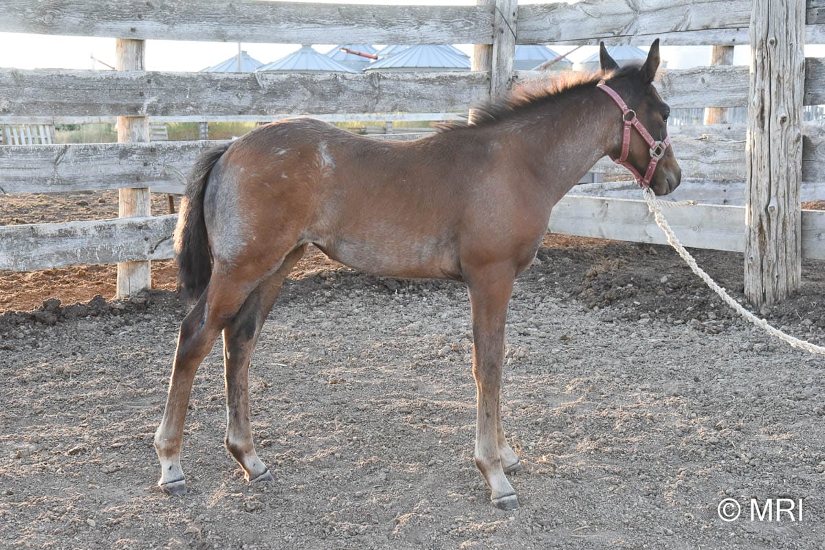 Bay roan filly that is a definite reined cowhorse prospect.