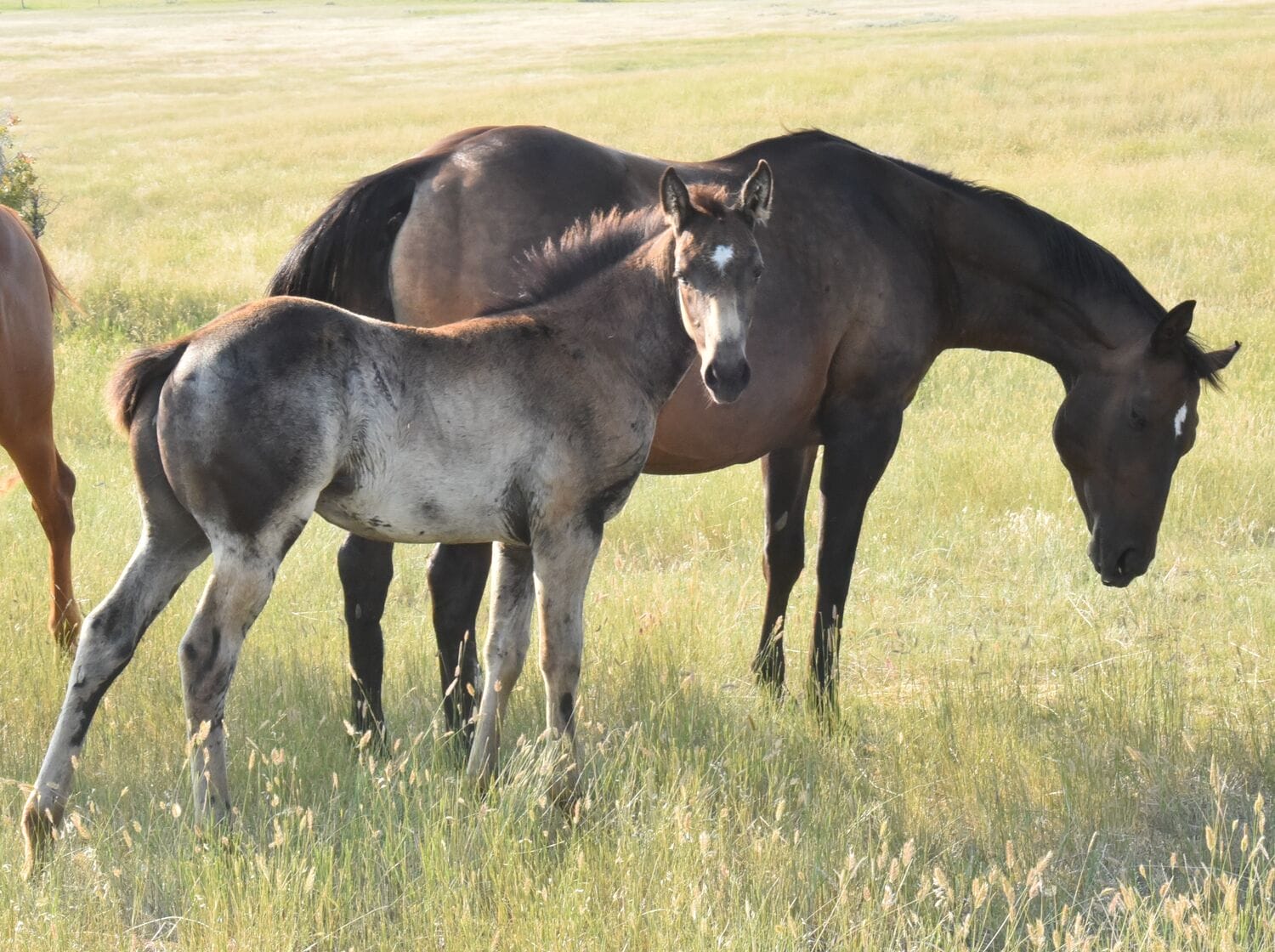 MRI Snips Spirit x MRI Snippy Lass filly - NFS - Mahlstedt Ranch Inc.