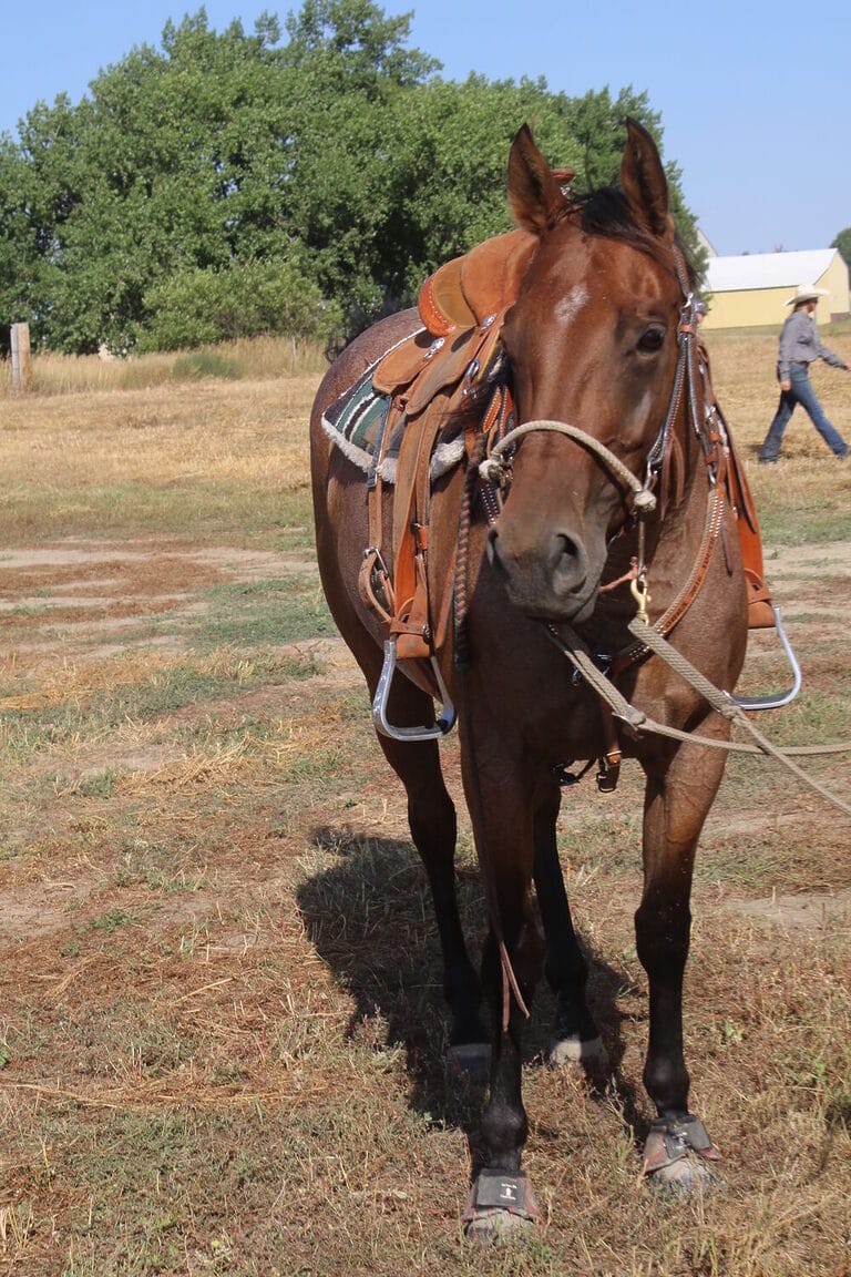 Barrel, Pole, Ranch, Rope horse