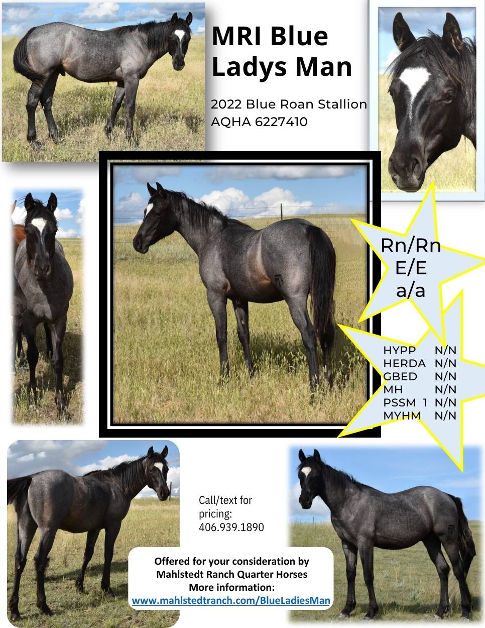 2022 Mahlstedt Ranch homozygous blue roan stallion