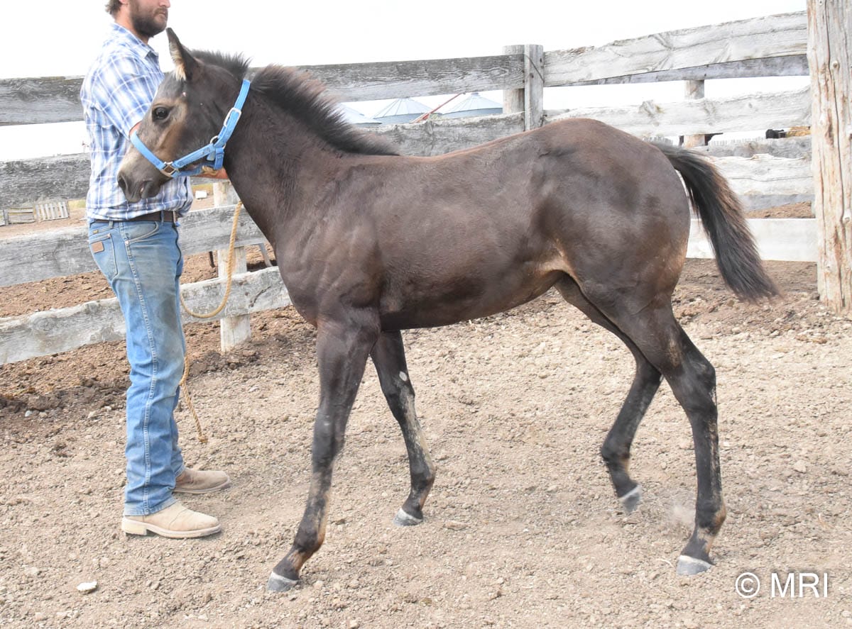Big powerful smutty buckskin roping prospect filly