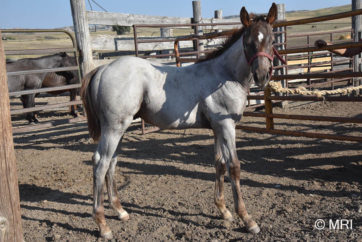 Red Roan colt full of Cow Sense, Roping Talent, & Barrel Speed!