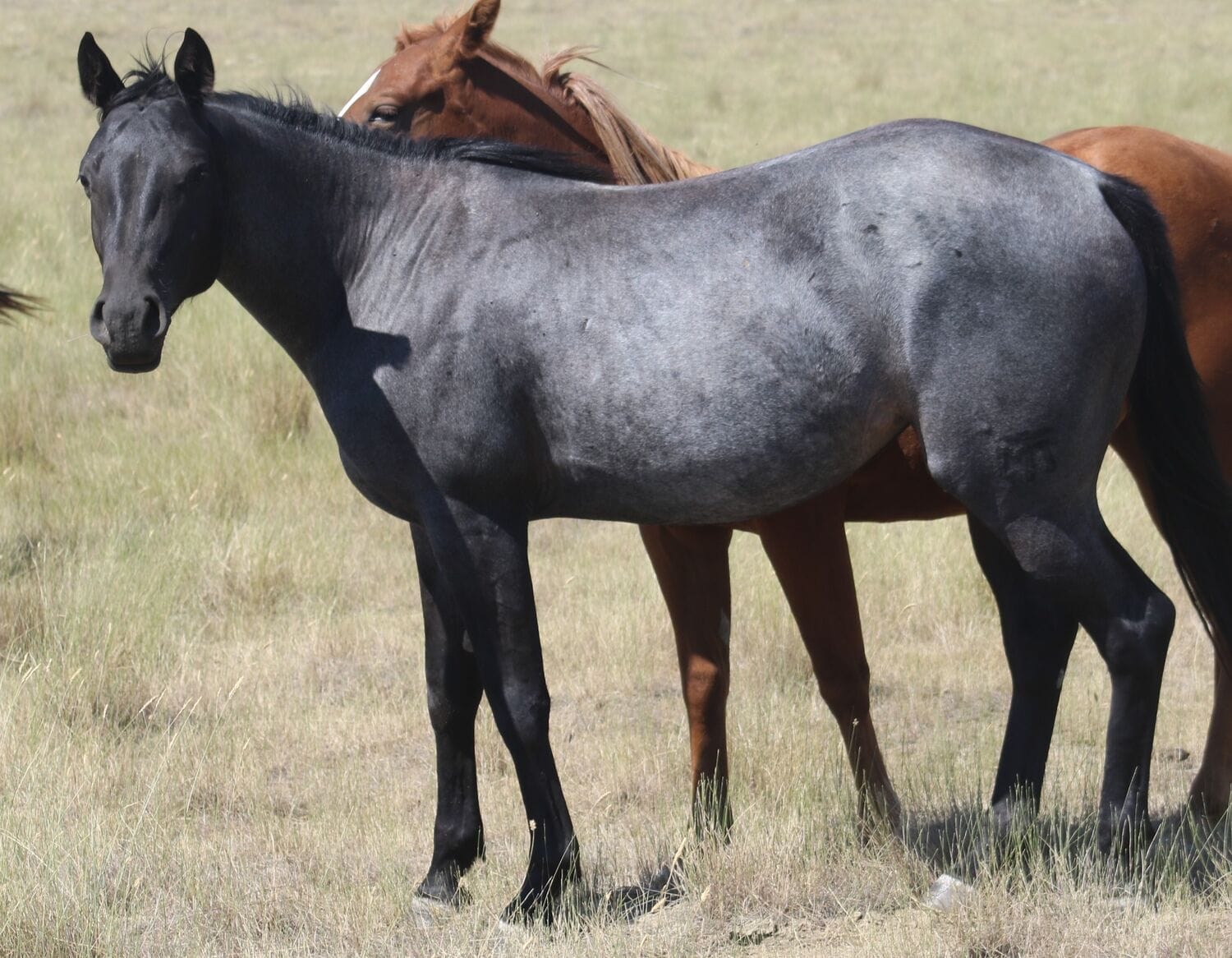 2020 Mahlstedt Ranch Blue Roan Quarter Horse mare