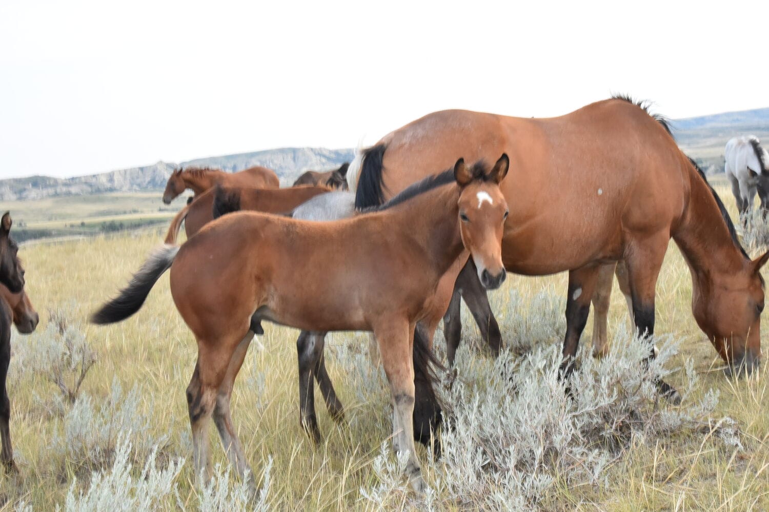 2024 Bay Quarter Horse stud colt